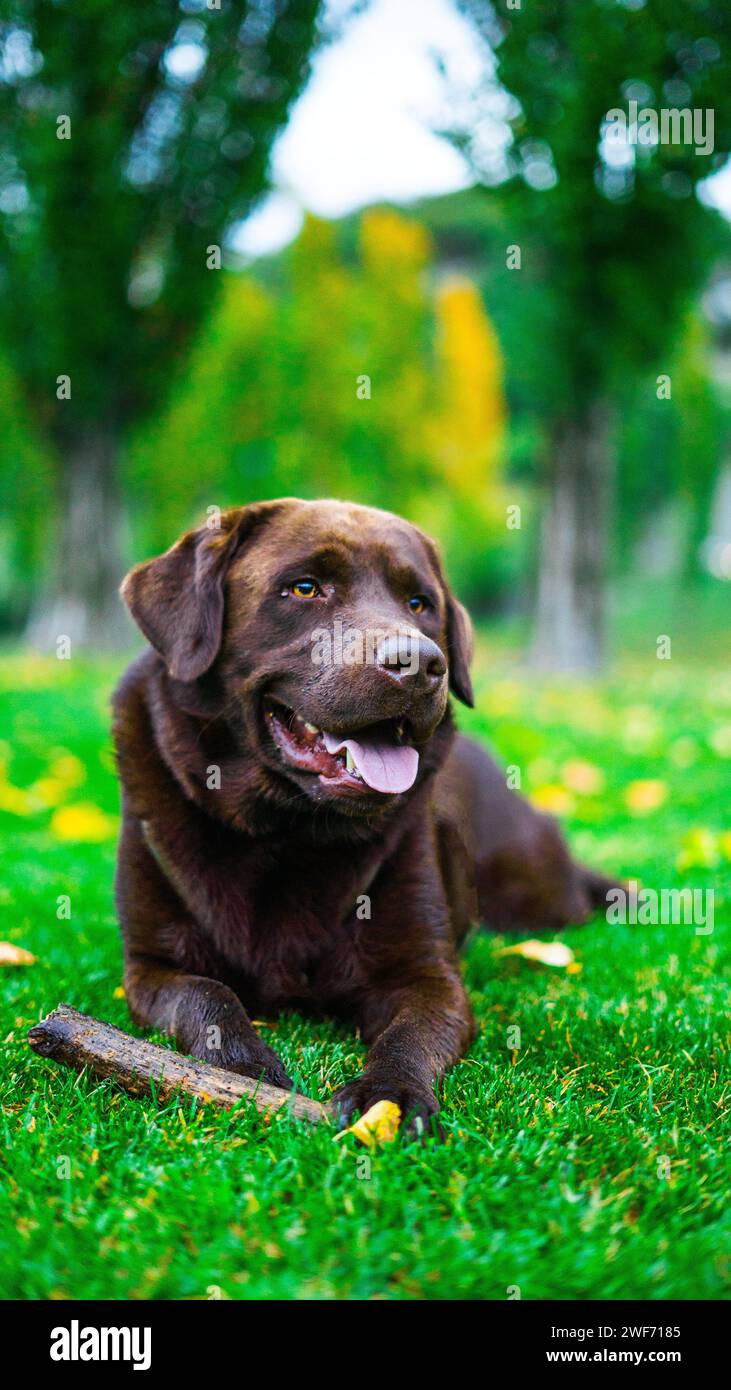 Labrador close up in landscape hi-res stock photography and images - Alamy
