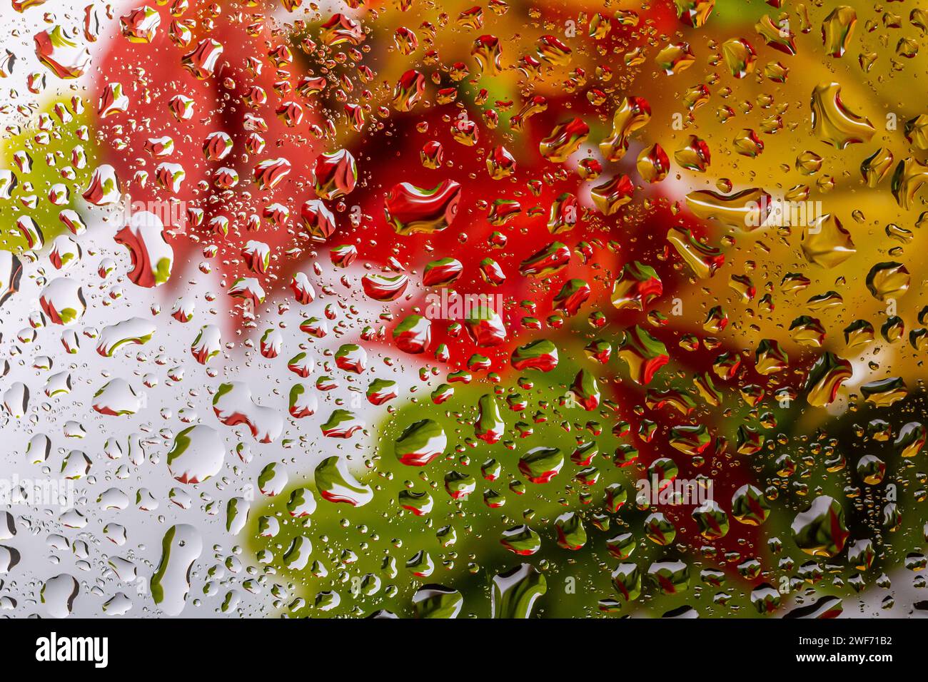 abstract background fall, glass drops autumn yellow leaves wet october ...
