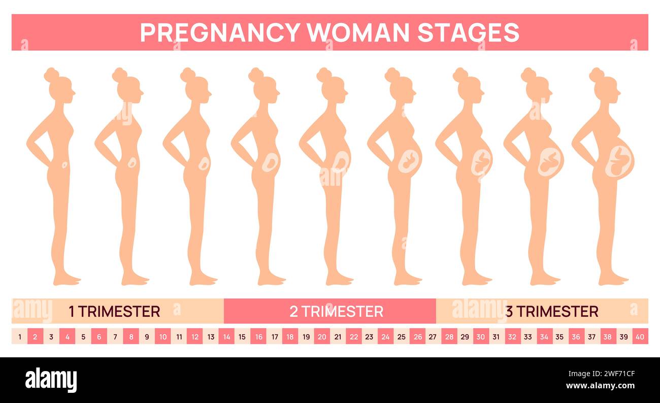 Fetal development stages in womb. Pregnancy woman silhouette. Gradual abdomen growth. Female ...