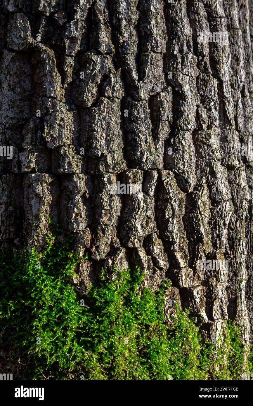Old wood texture wood with moss hi-res stock photography and images - Alamy
