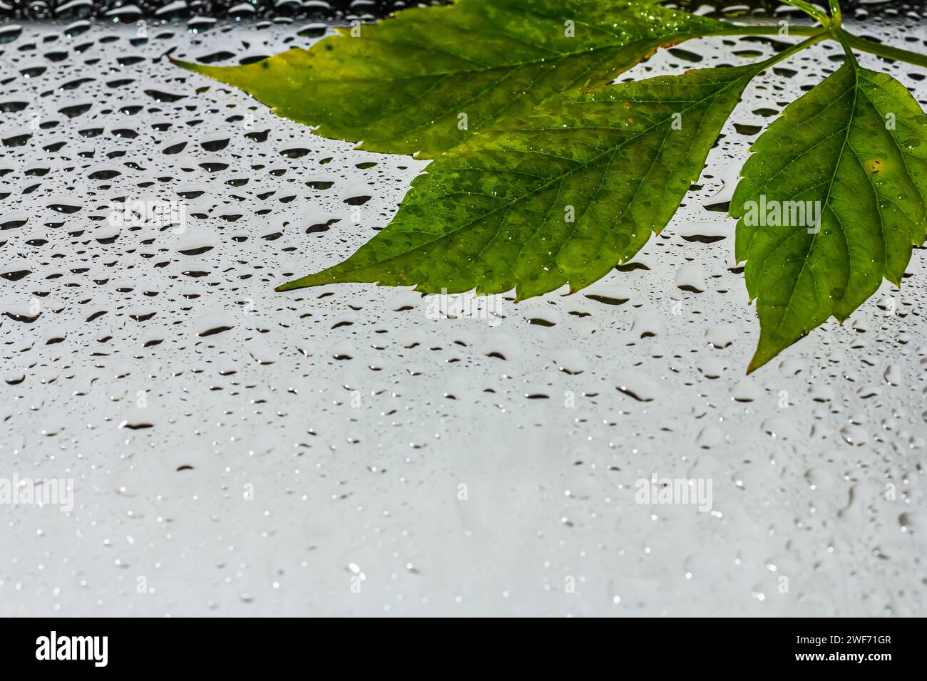 abstract background fall, glass drops autumn yellow leaves wet october ...