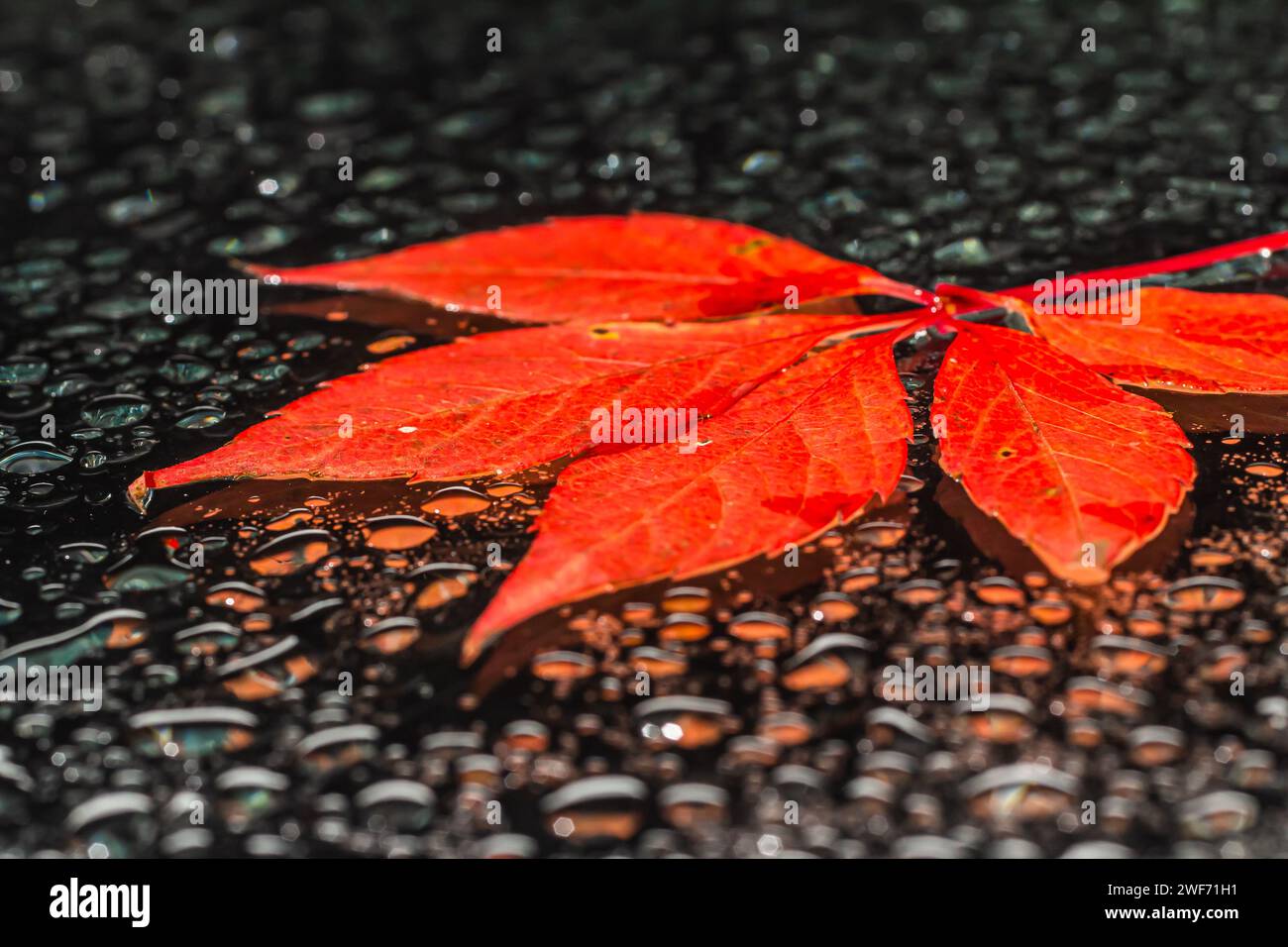 Wet weather background hi-res stock photography and images - Alamy