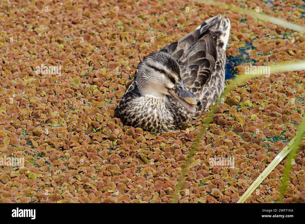 A duck swimming on a pond covered with azolla red floating fern Stock ...