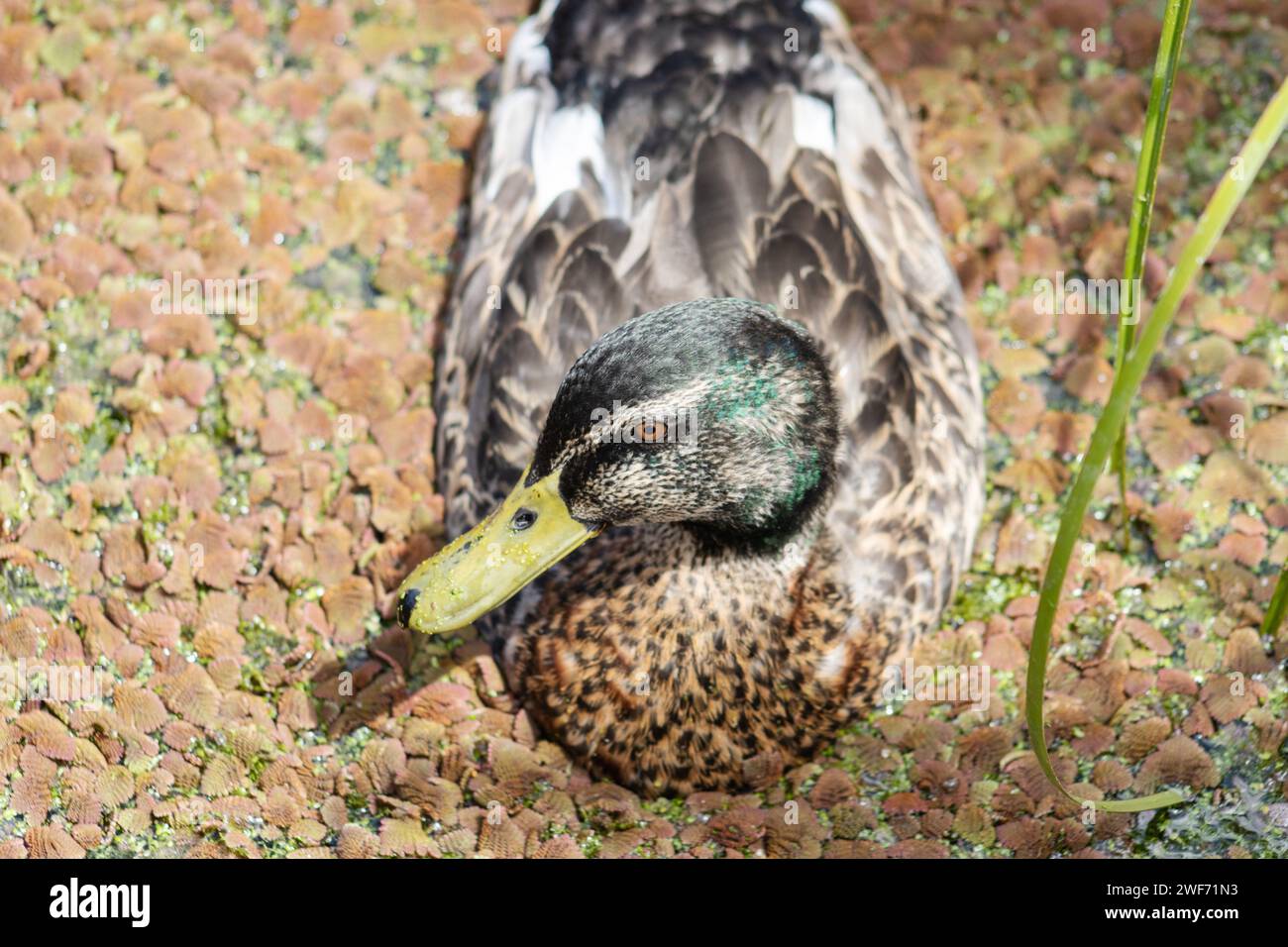 A duck swimming on a pond covered with azolla red floating fern Stock ...