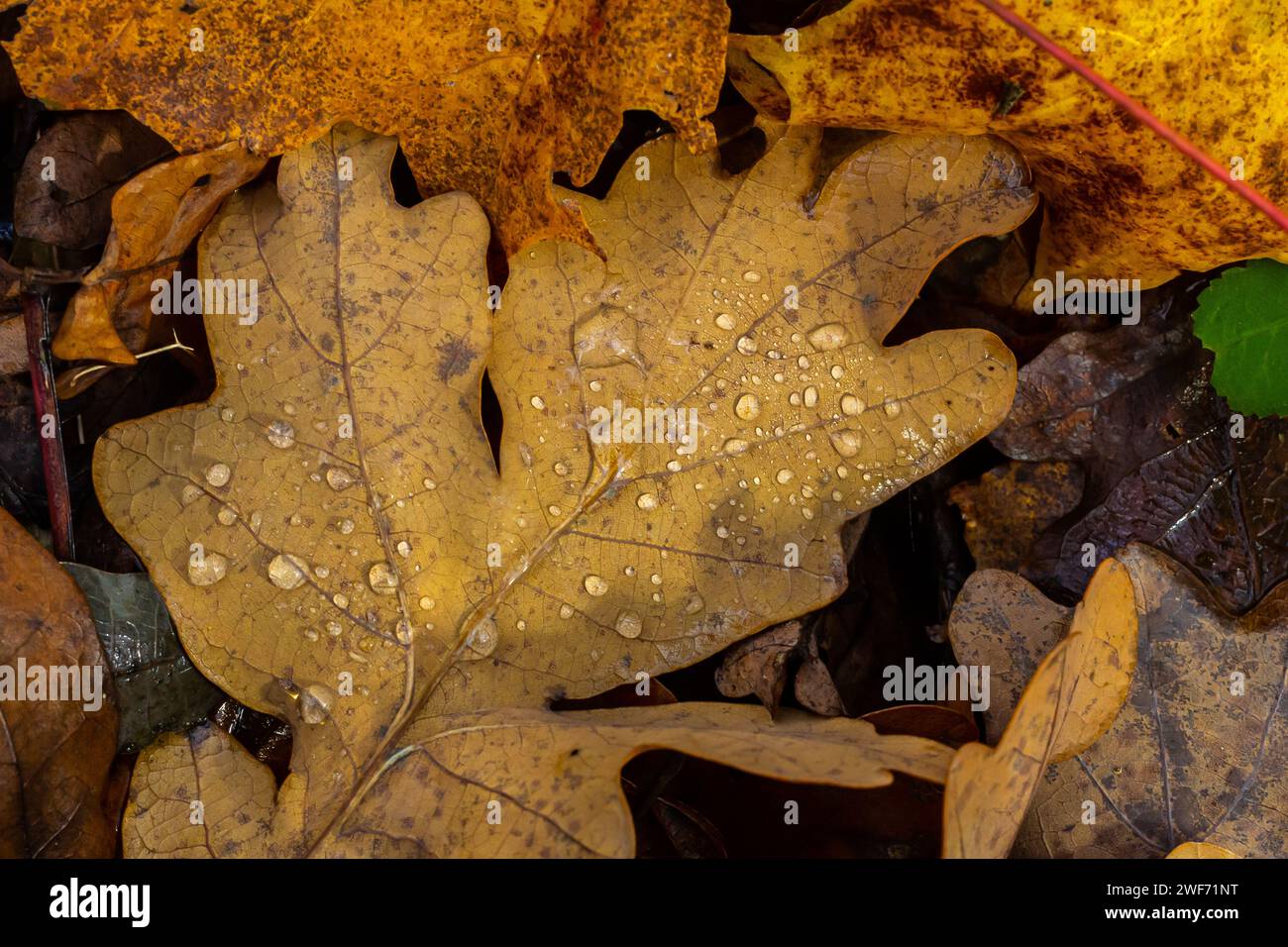 Fallen oak leaves with dew. Autumn oak leaves.water drops on fall oak ...