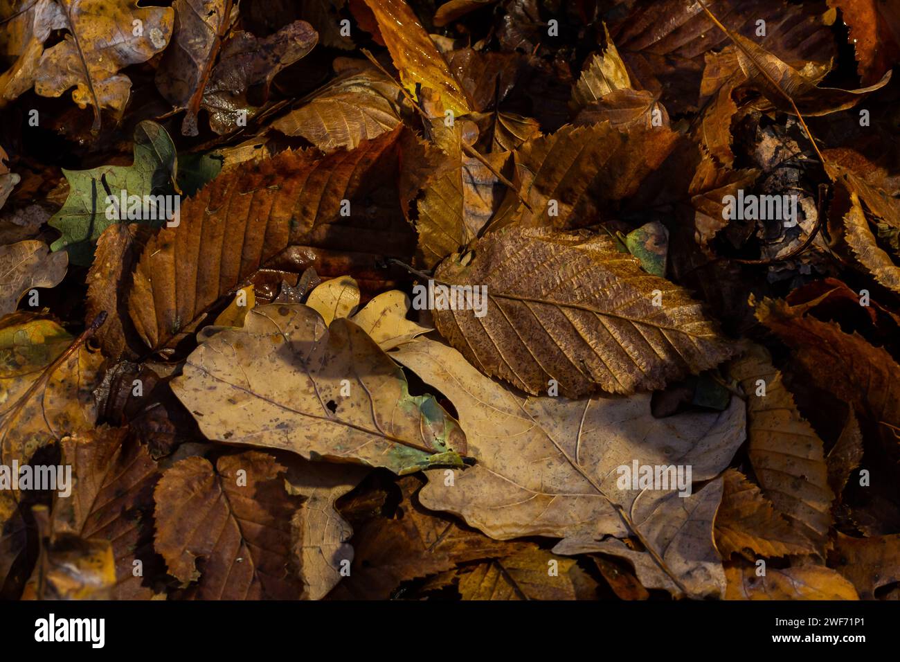 Orange wood texture seamless hi-res stock photography and images - Alamy
