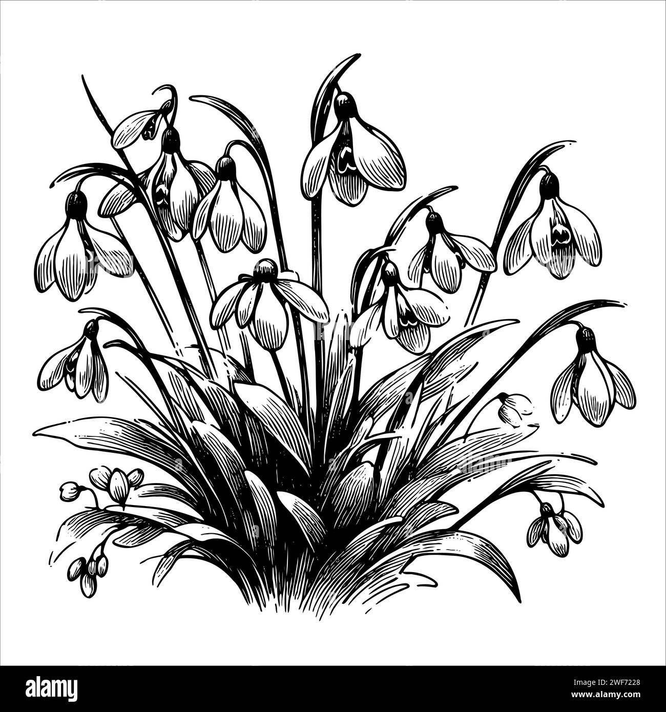 Snowdrop flower black white isolated sketch illustration vector hand ...