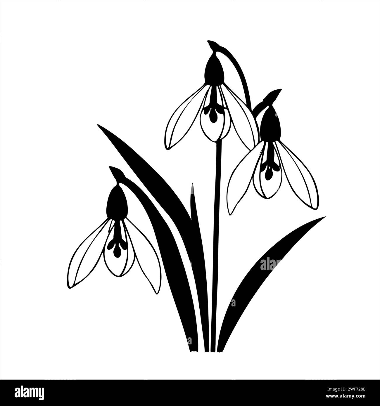 Snowdrop flowers hand drawn sketch Wild flowers Vector illustration ...