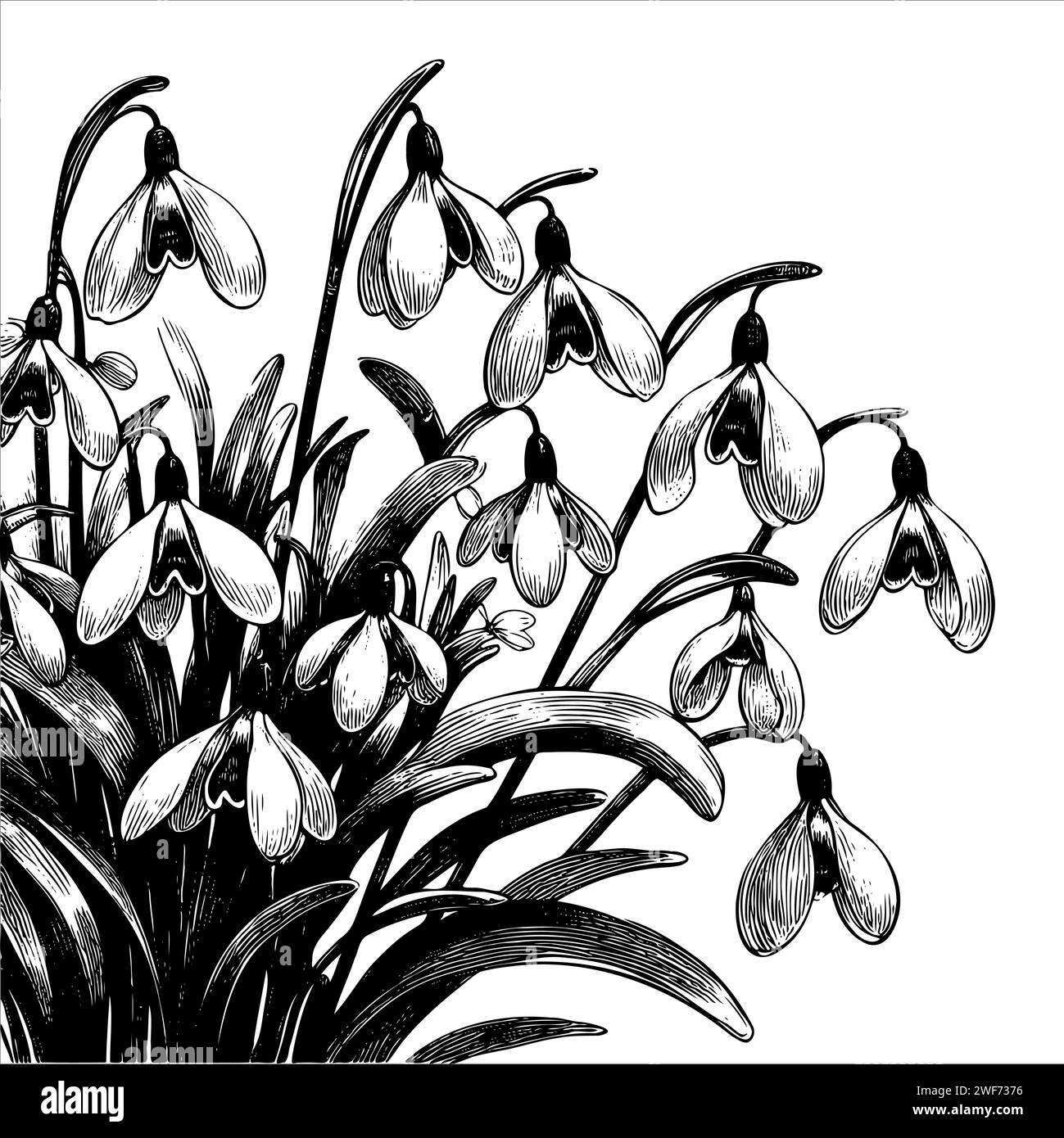 Snowdrop january birth month flower illustration, tatoo design, vector ...