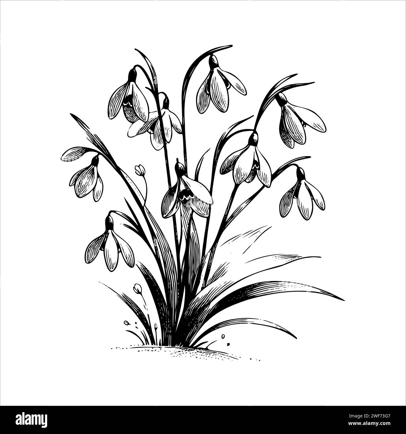 Snowdrop flower black white isolated sketch illustration vector hand ...