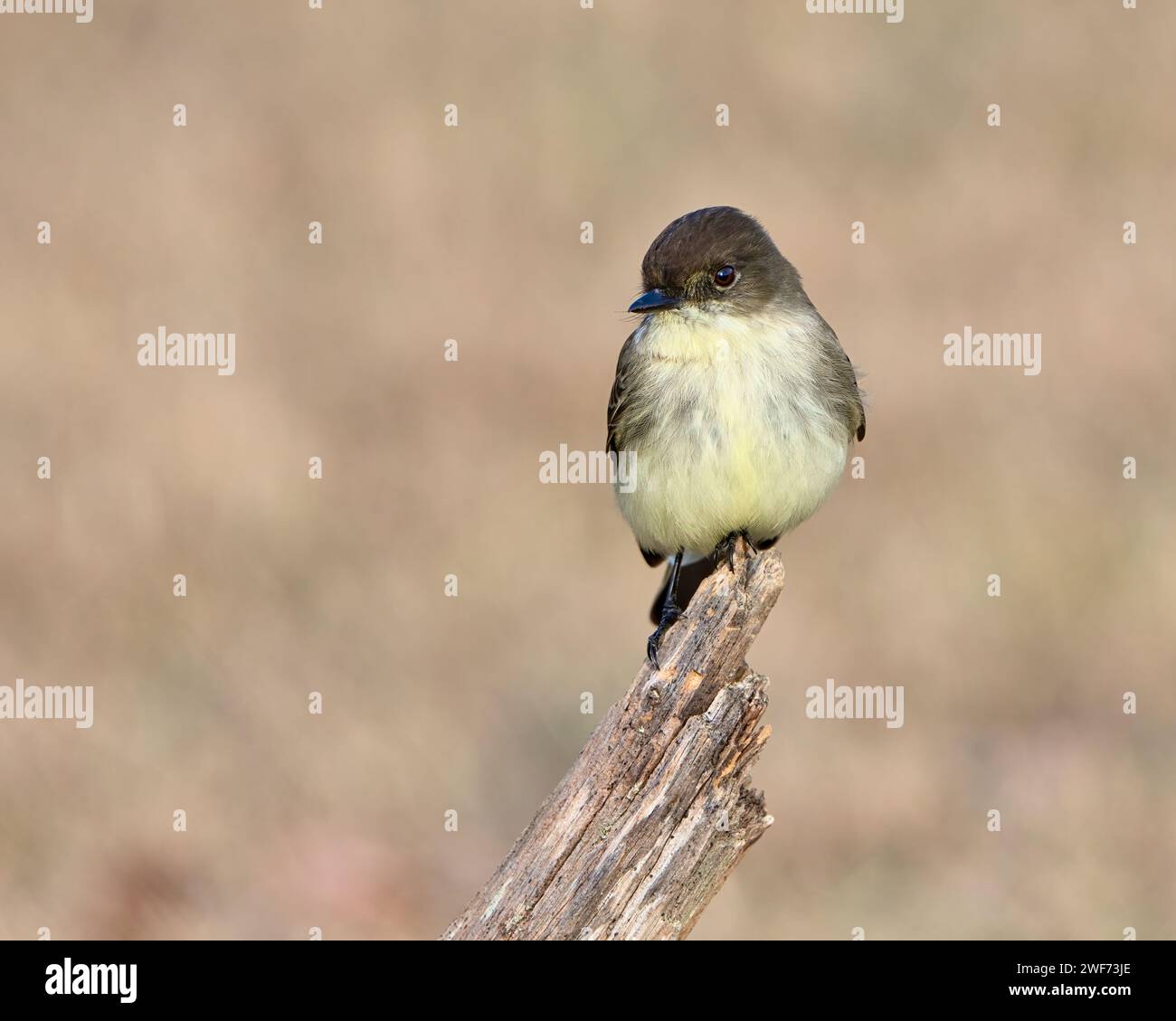 Eastern phoebe bird tail hi-res stock photography and images - Alamy