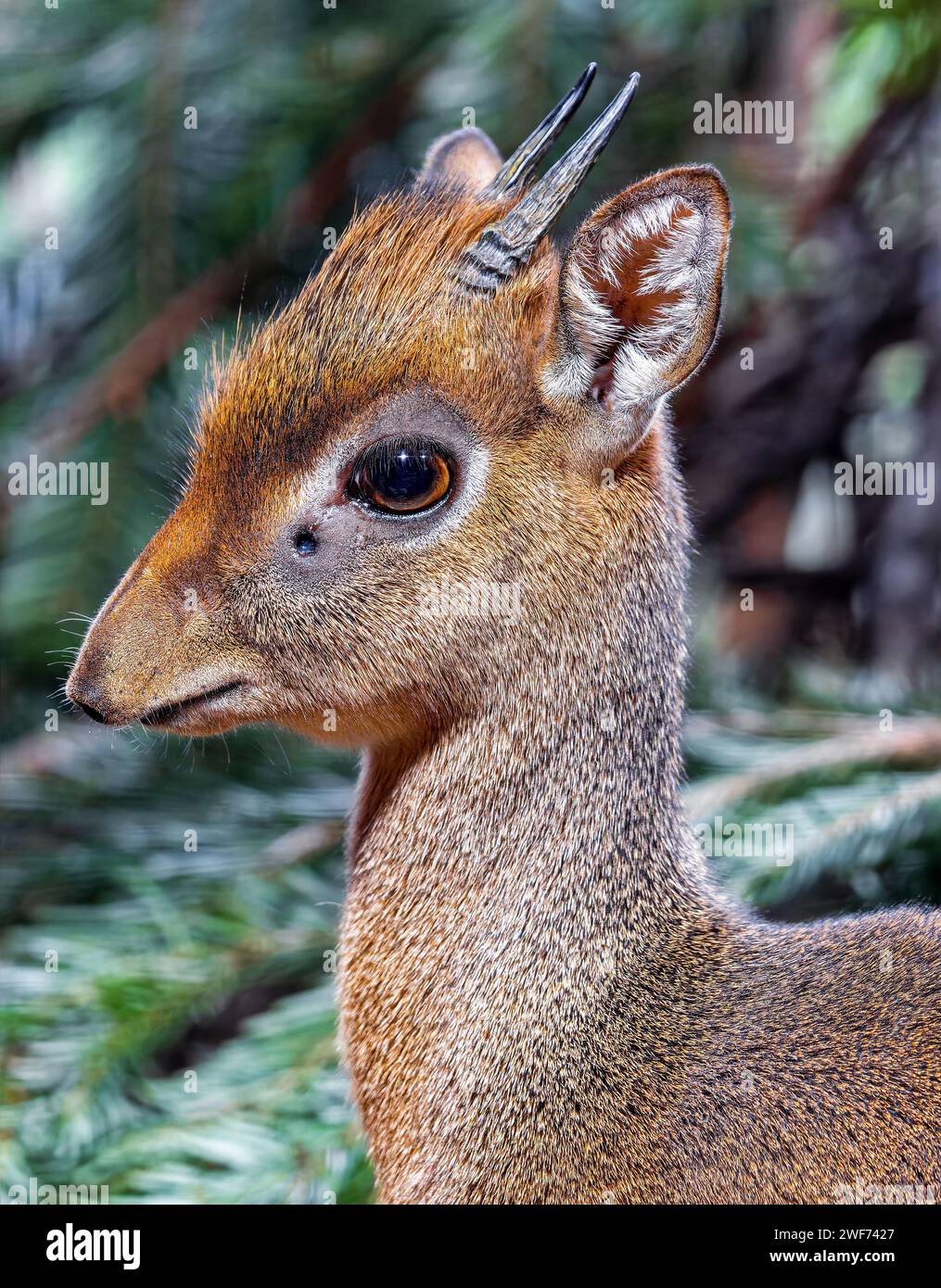 Close up of a Kirk's dik-dik (Madoqua kirkii Stock Photo - Alamy