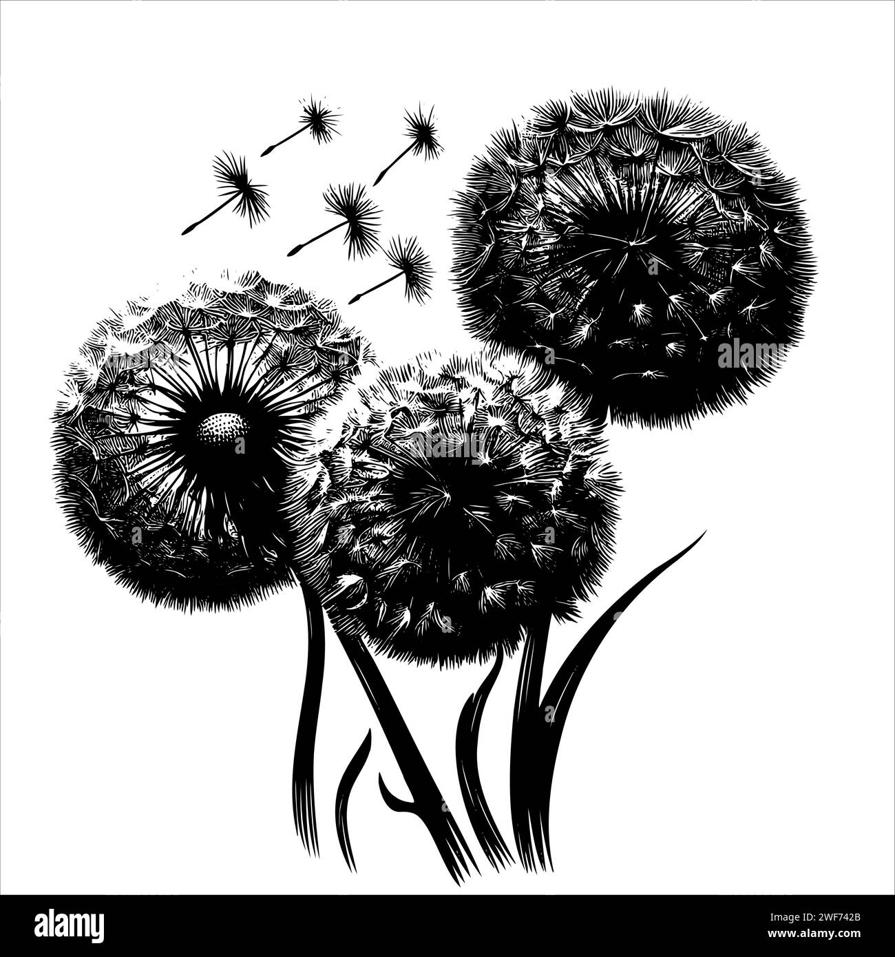 Sketch Abstract Dandelions dandelion with flying seeds, vector hand ...