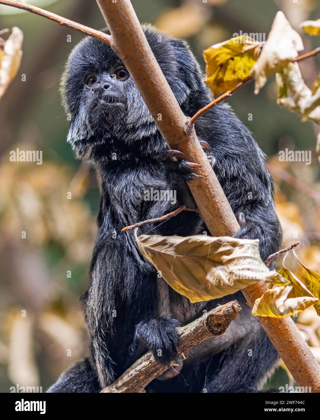 Close up of a Goeldi's monkey (Callimico goeldii Stock Photo - Alamy