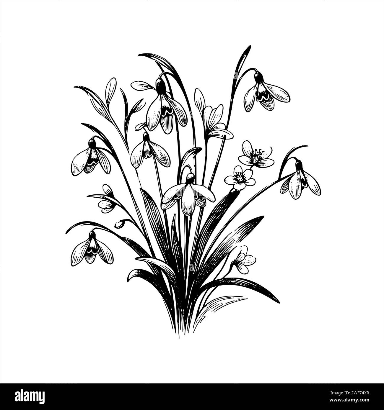 Snowdrop flower black white isolated sketch illustration vector hand ...