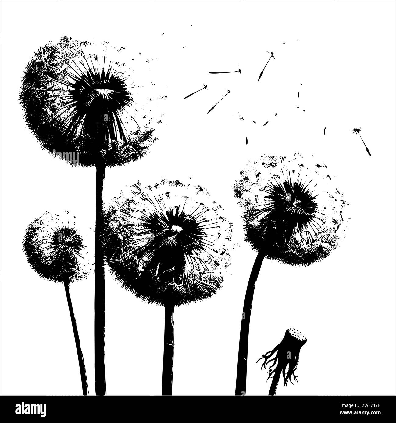 Sketch Abstract Dandelions dandelion with flying seeds, vector hand ...