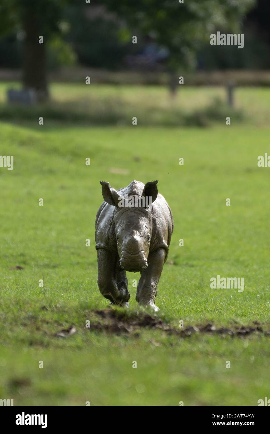 Captive newly born and muddy white rhino hi-res stock photography and ...