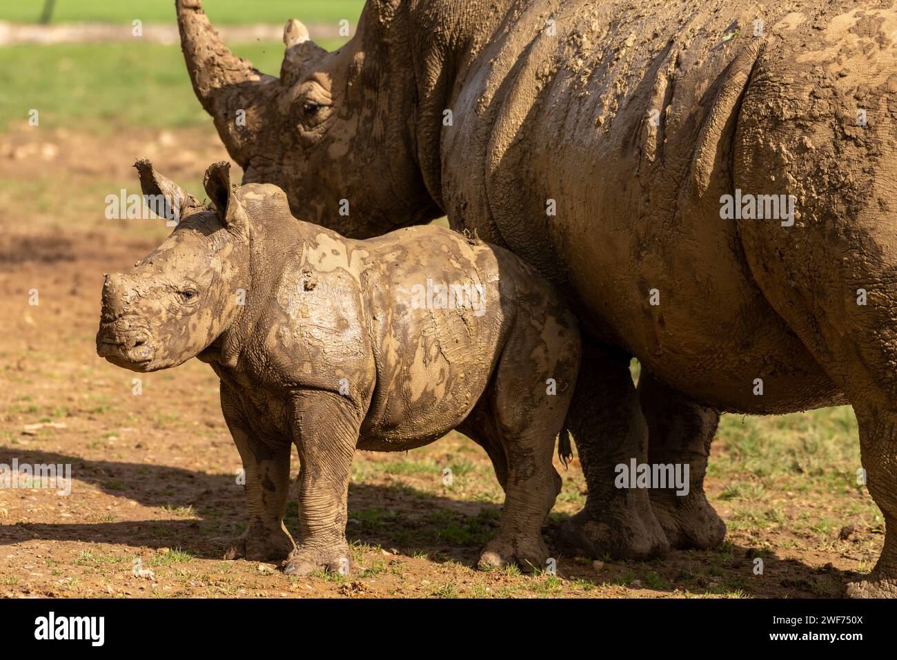 Captive newly born white rhino and adult after mud bath Stock Photo - Alamy