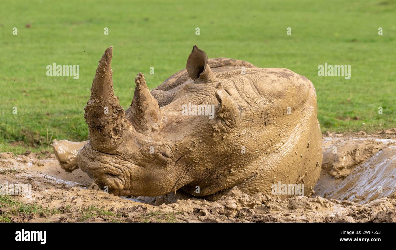 Captive white rhino rolling in mud Stock Photo - Alamy