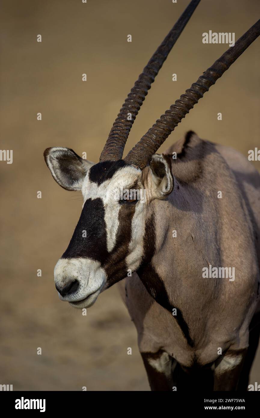 Gemsbok (Oryx gazella) Kgalagadi Transfrontier Park, South Africa Stock ...