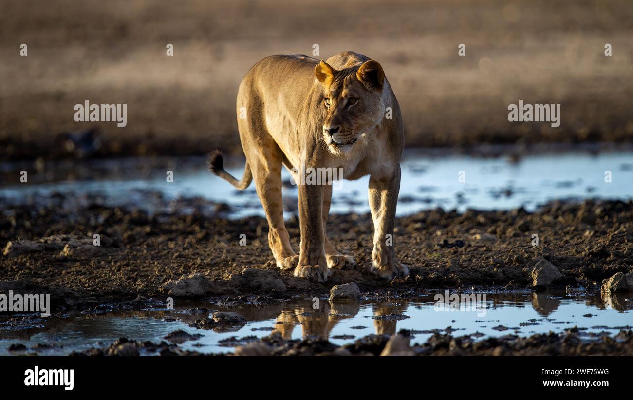 Lion (Panthera leo) Kgalagadi Transfrontier Park, South Africa Stock ...