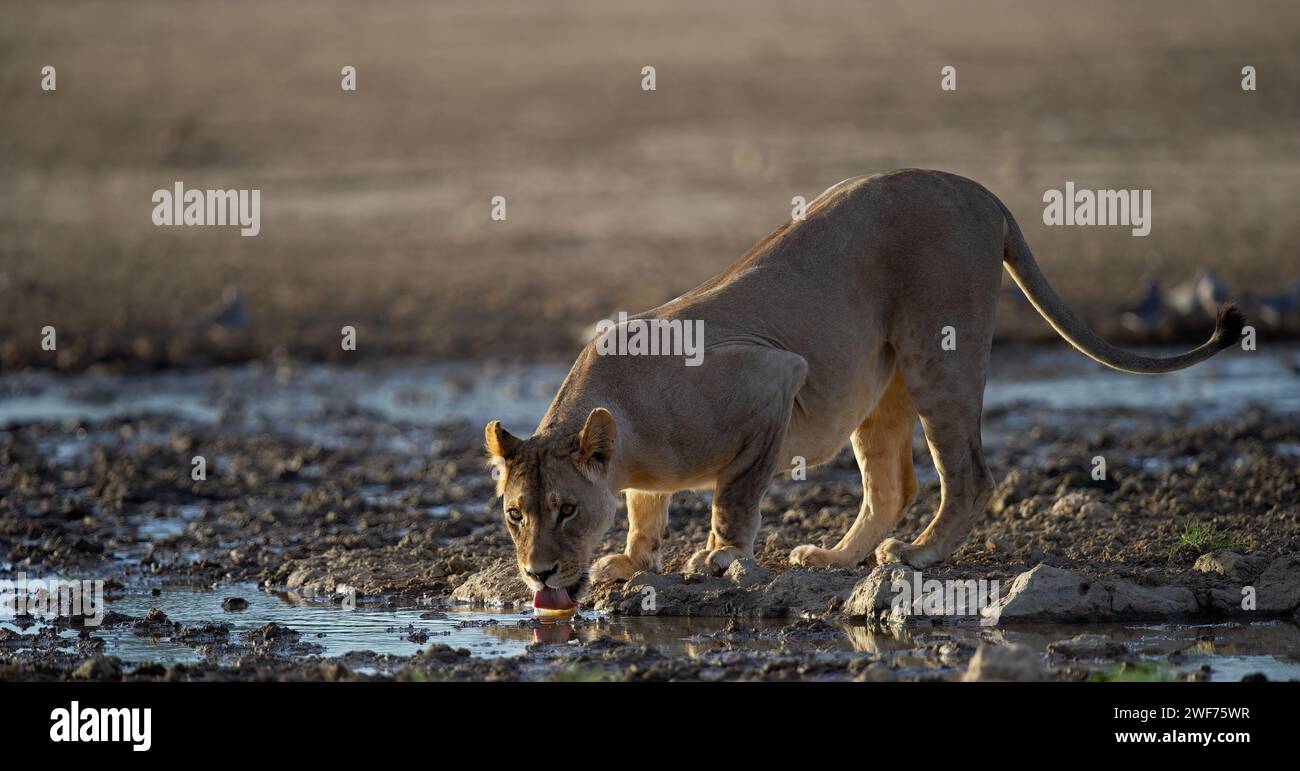 Lion (Panthera leo) Kgalagadi Transfrontier Park, South Africa Stock ...