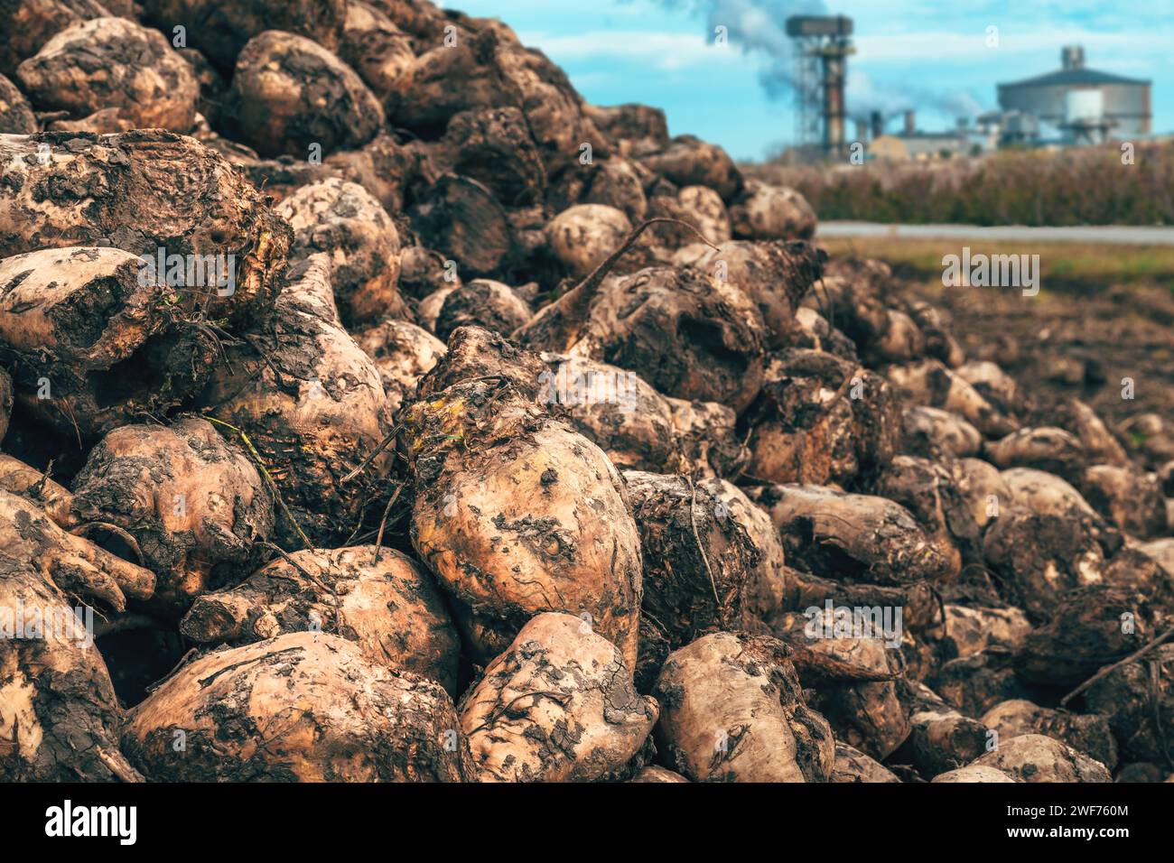 Pile of harvested sugar beet root crops and processing plant in ...