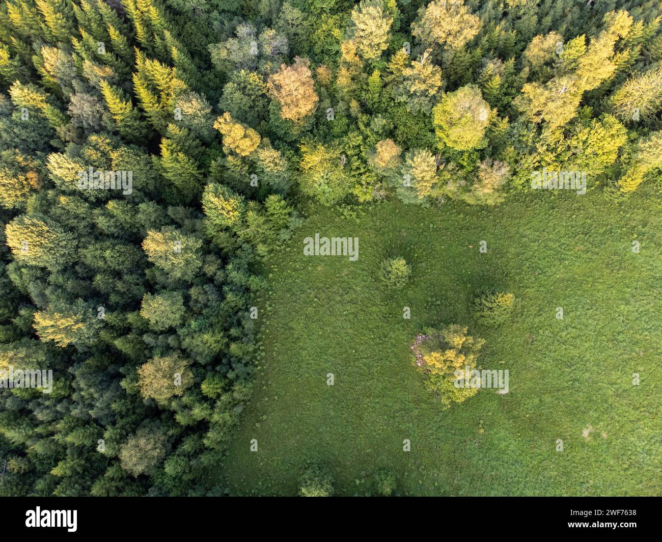 Green field and trees hi-res stock photography and images - Alamy