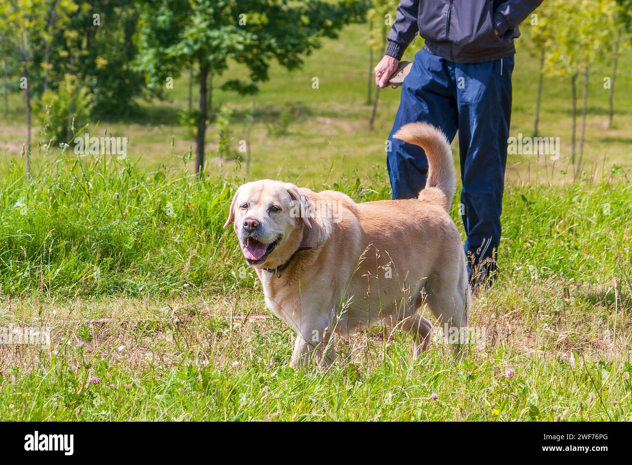 A dog on a walk. Labrador Retriever walks with his owner in the summer ...