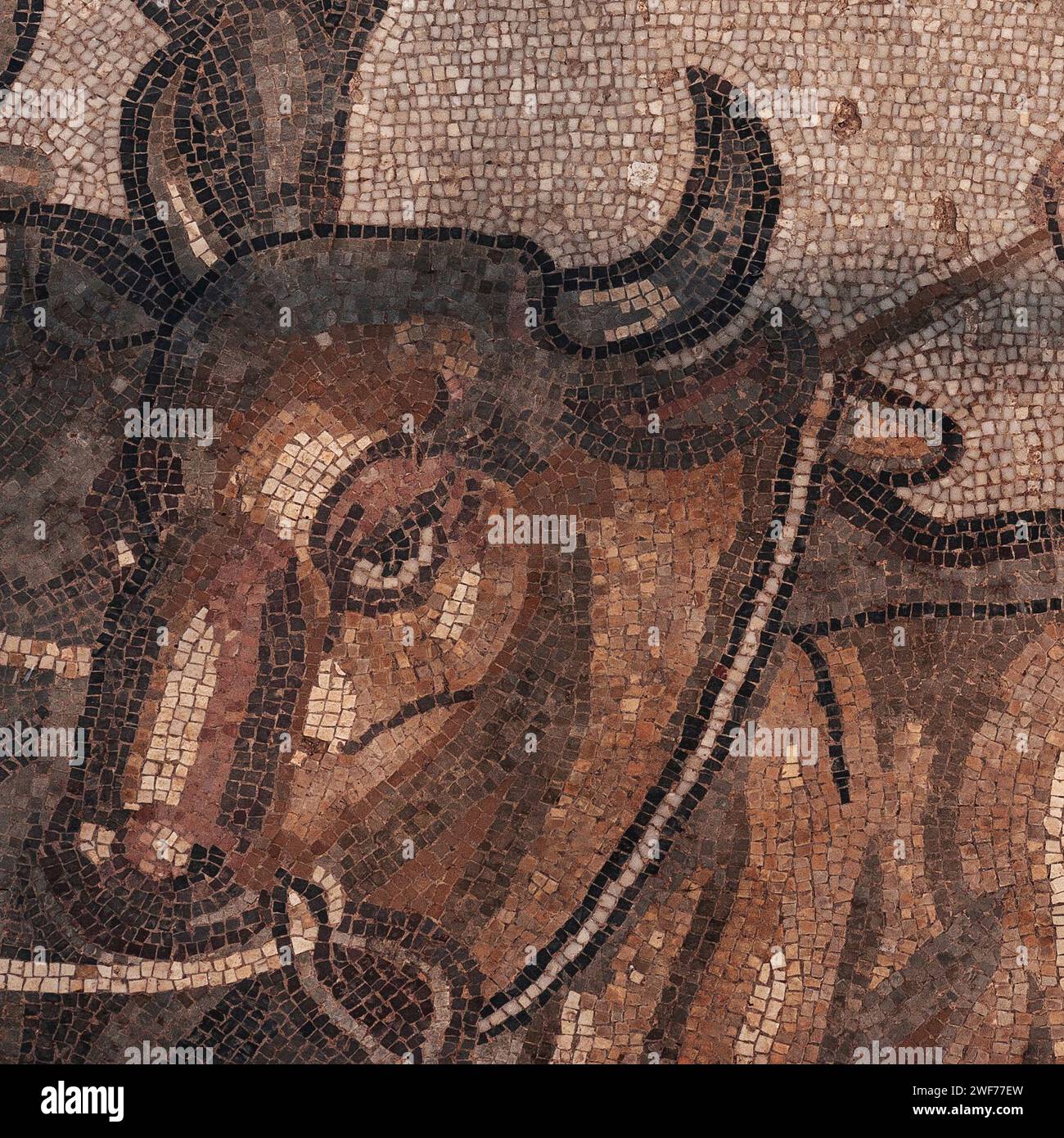Head of an ox, a domesticated animal, in detail from Late Roman mosaic ...