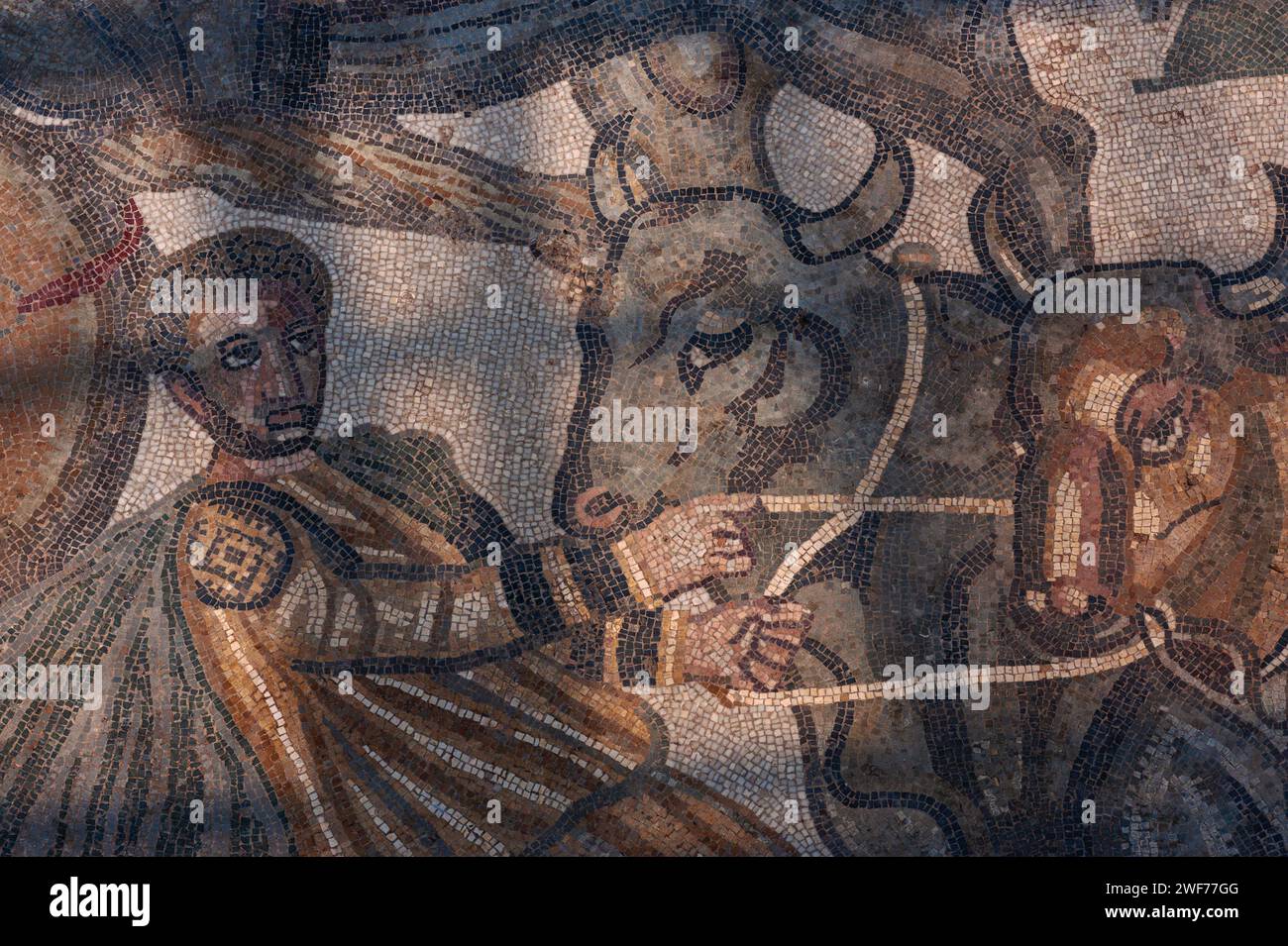 A hunter hauls two oxen, domesticated draft animals, in detail from ...