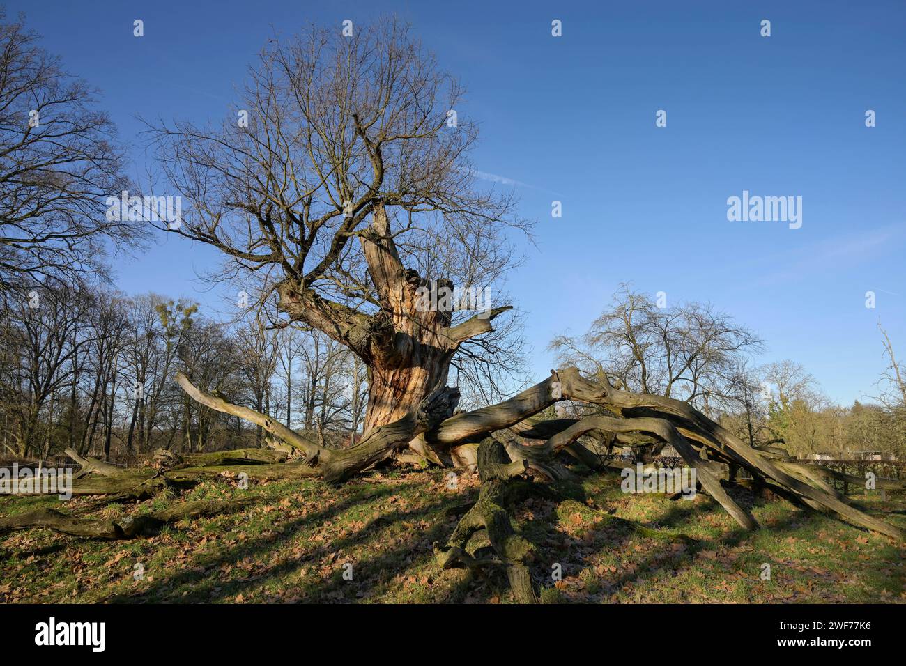 Tausendjährige Eiche, Naturdenkmal im Schloßpark Sacrow, Potsdam ...