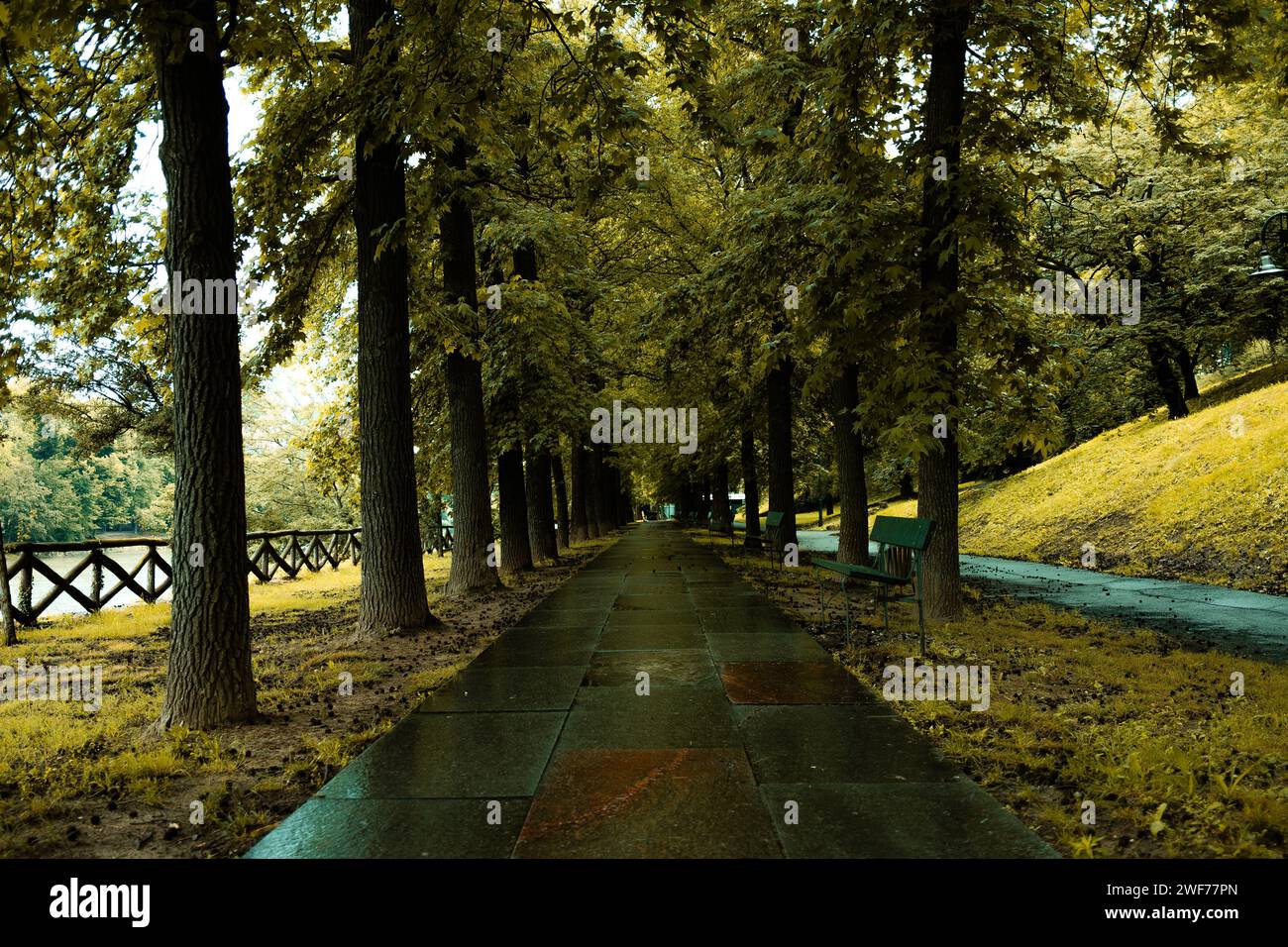 An autumn-hued avenue of trees arches over a peaceful pathway in the ...