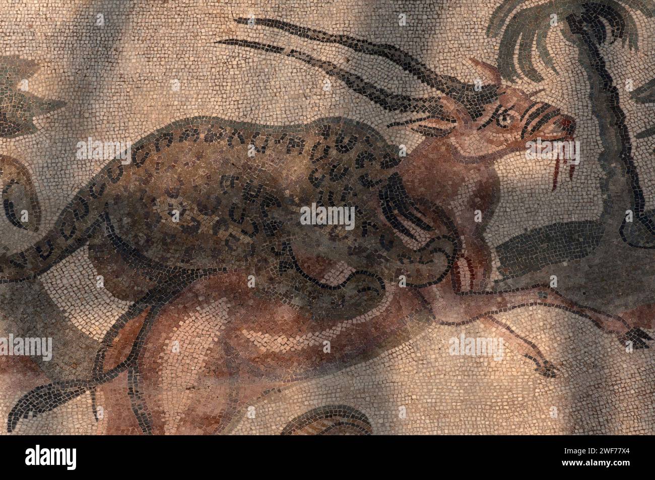 Leopard catches an antelope. Late Roman mosaic in the Corridor of the ...