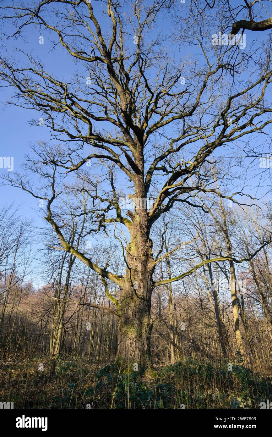 Alte Eiche, Naturdenkmal im Schloßpark Sacrow, Potsdam, Brandenburg ...
