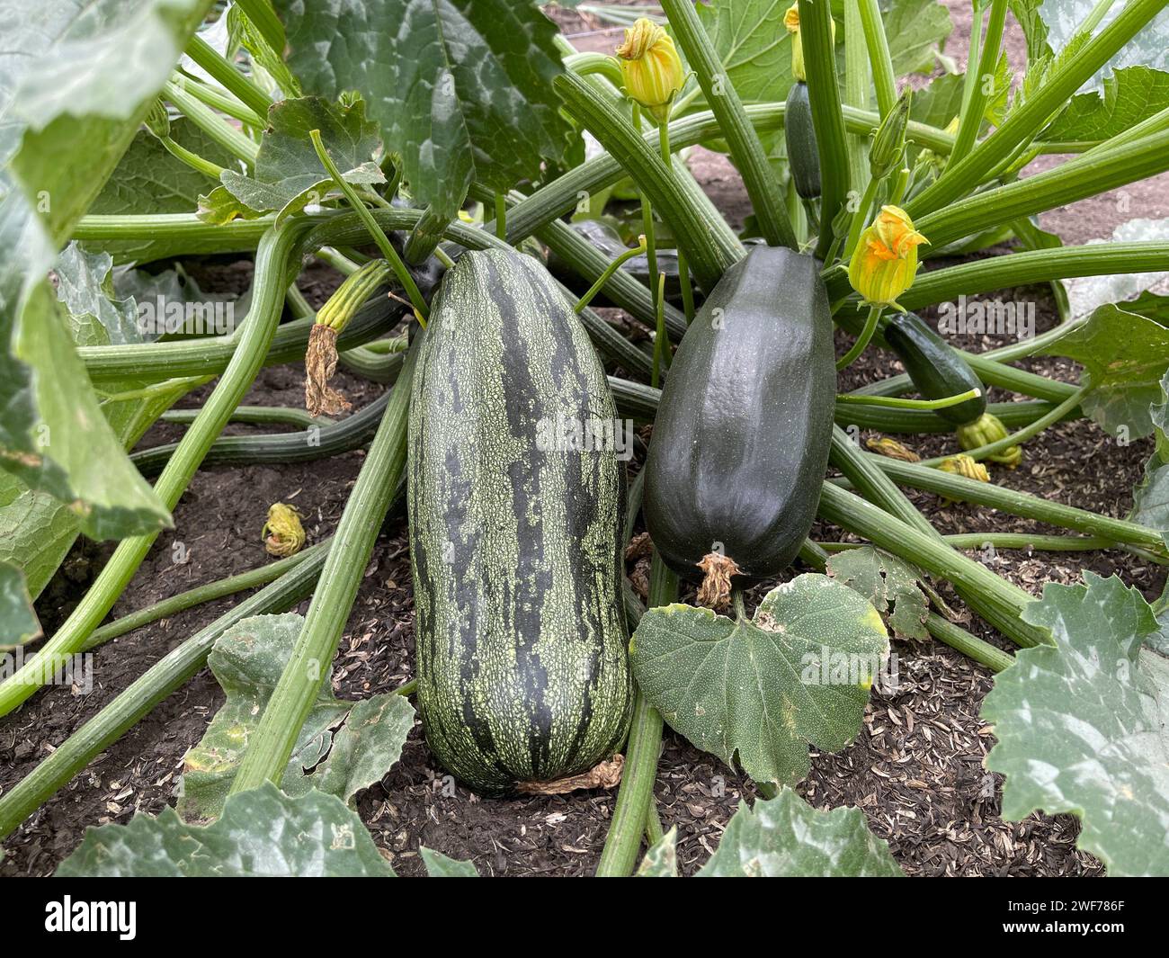 Big zucchini growing hi-res stock photography and images - Alamy
