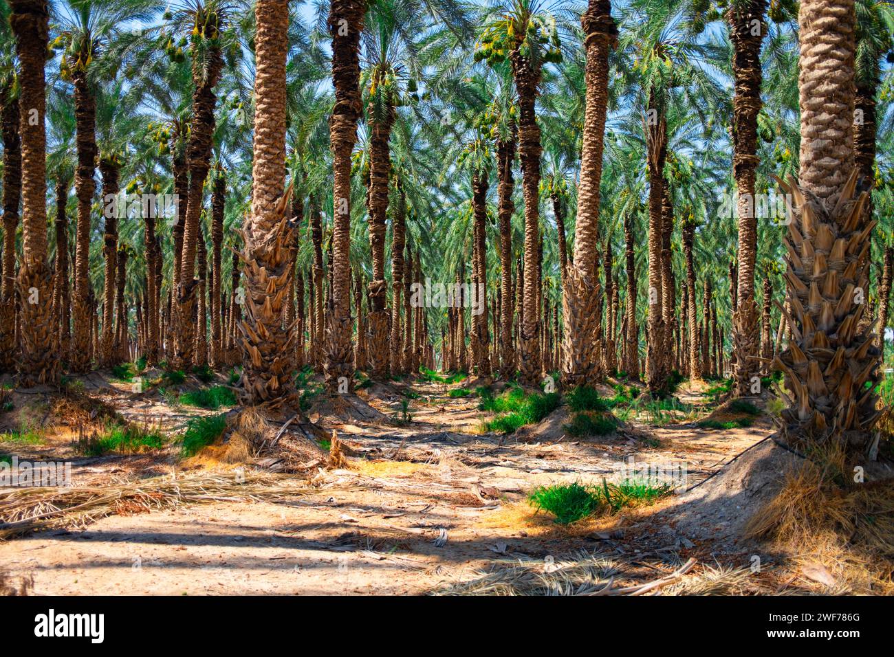 A plantation of palm trees near the shores of the Dead Sea in Israel ...
