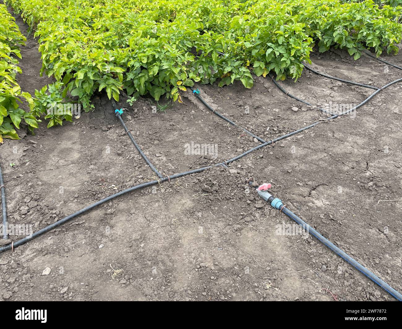 Drip irrigation system in vegetable garden Stock Photo - Alamy