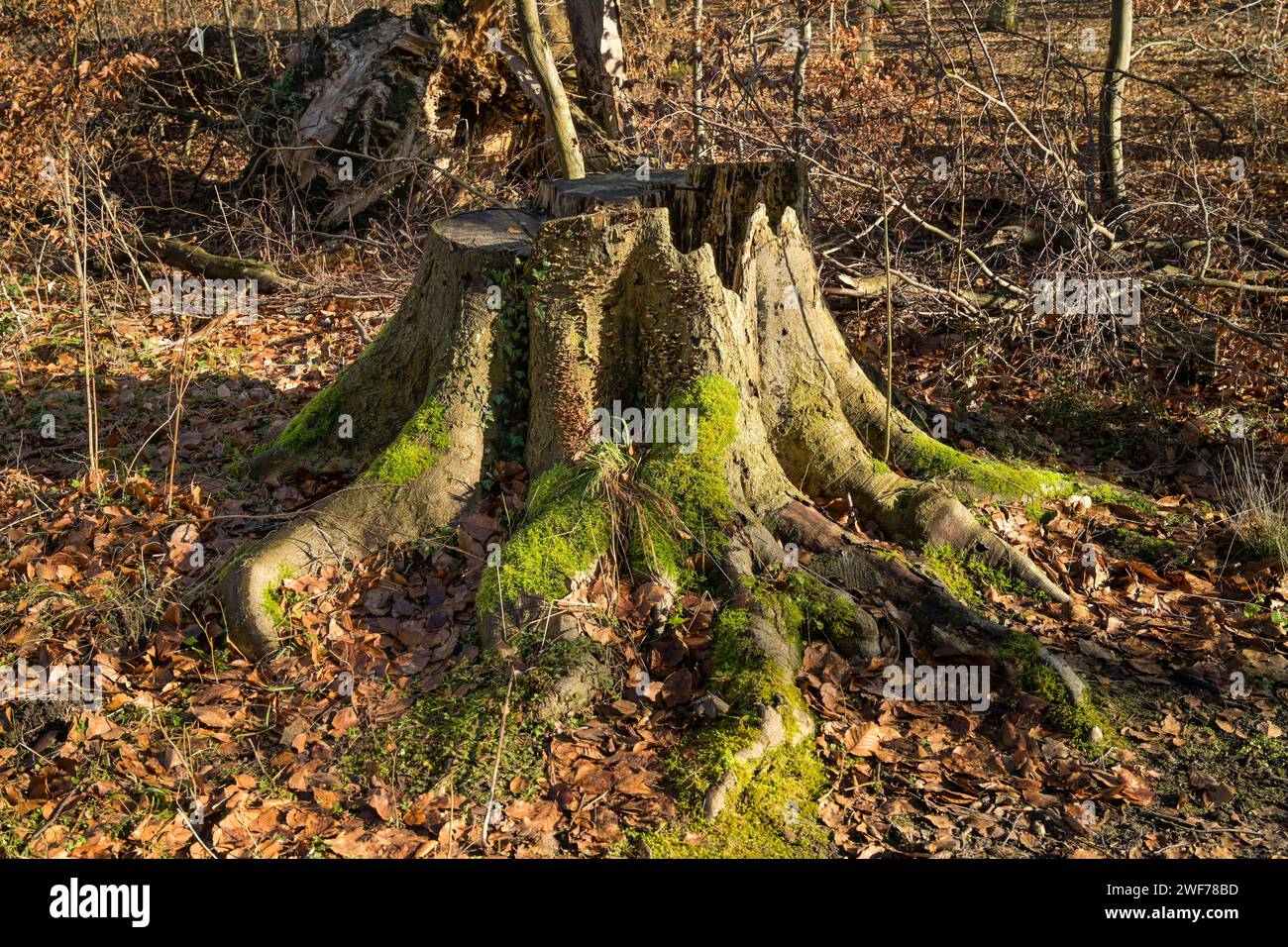 Root stump hi-res stock photography and images - Alamy