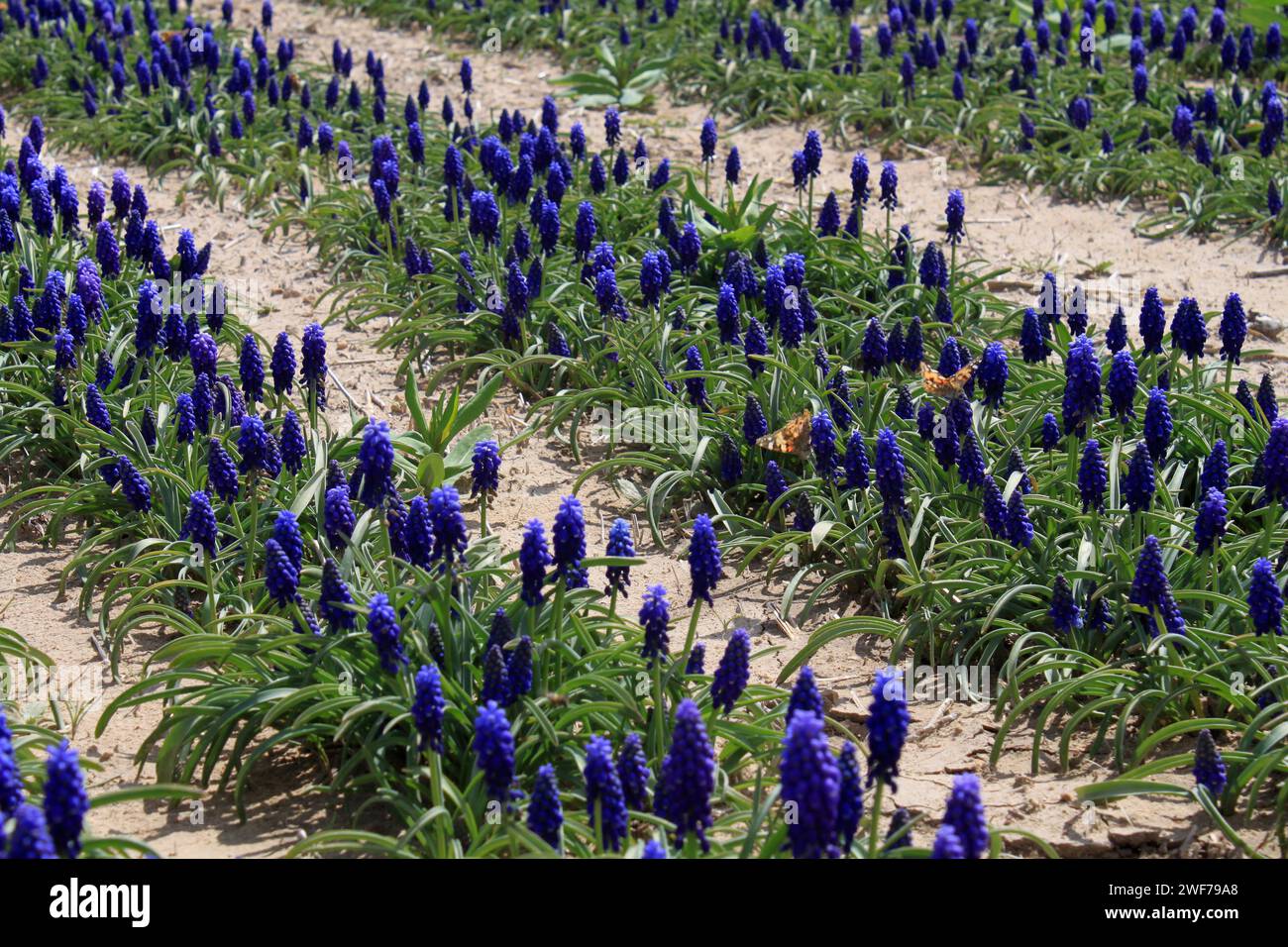 Lush blue flowers of Armenian grape hyacinths in April Stock Photo - Alamy