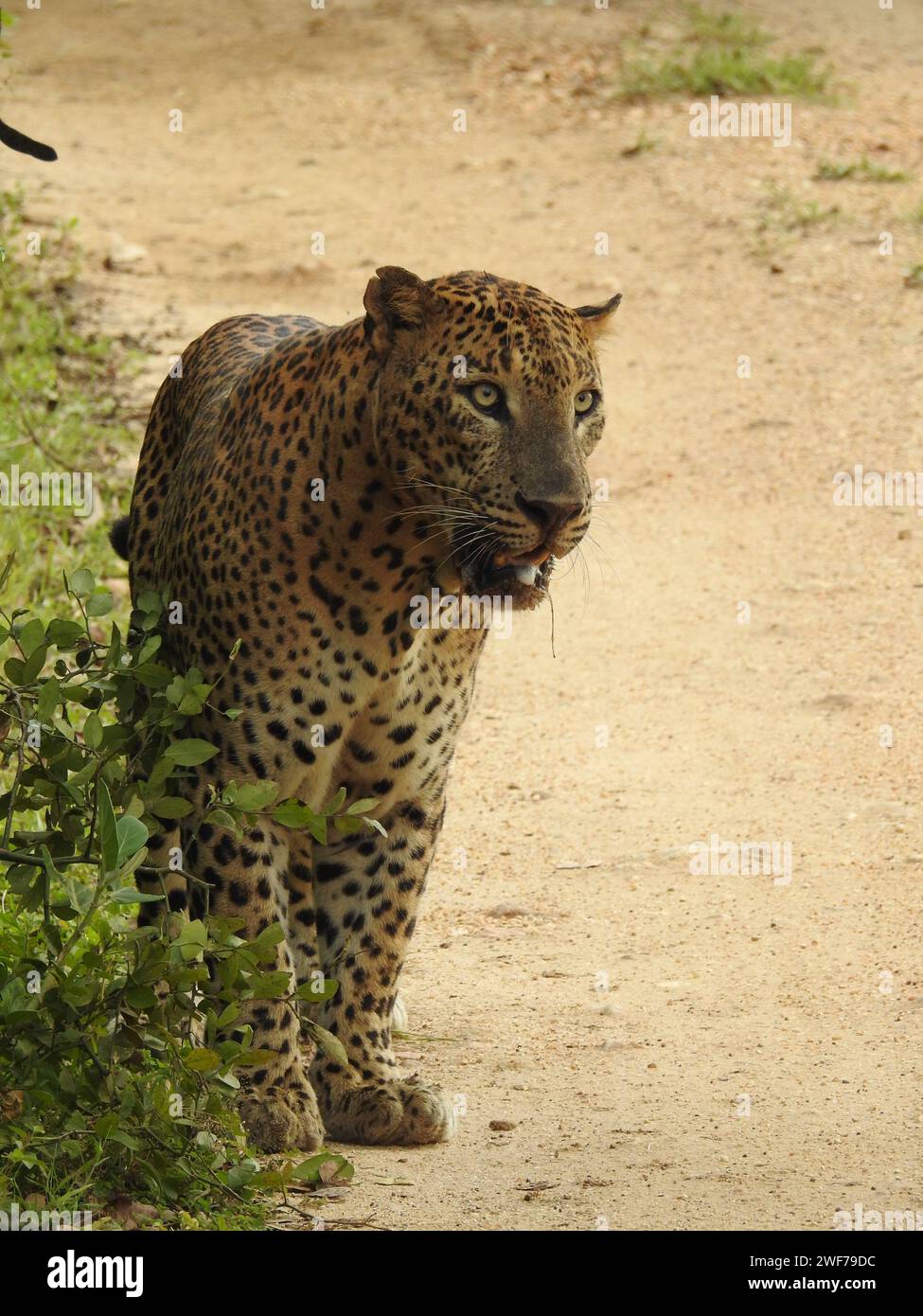 Majestic sri lankan leopard hi-res stock photography and images - Alamy