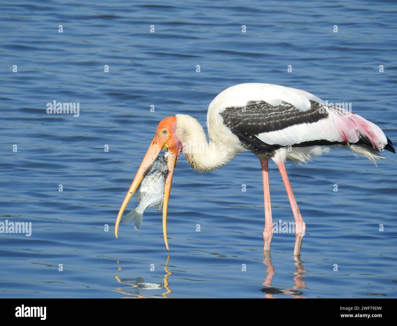 A Stork eating fish in Bundala National Park in Sri Lanka Stock Photo ...