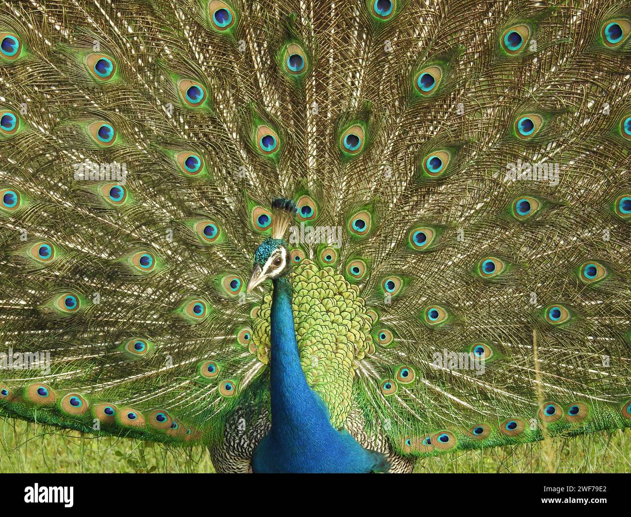 A Male peacock with open plumage in Yala National Park in Sri Lanka Stock Photo - Alamy