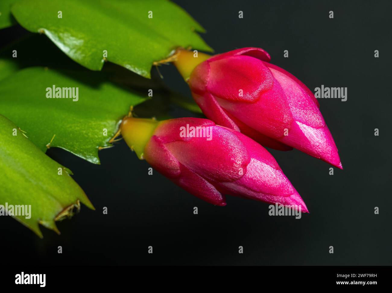 Christmas cactus flowers in bud. These succulent plants are popular ...
