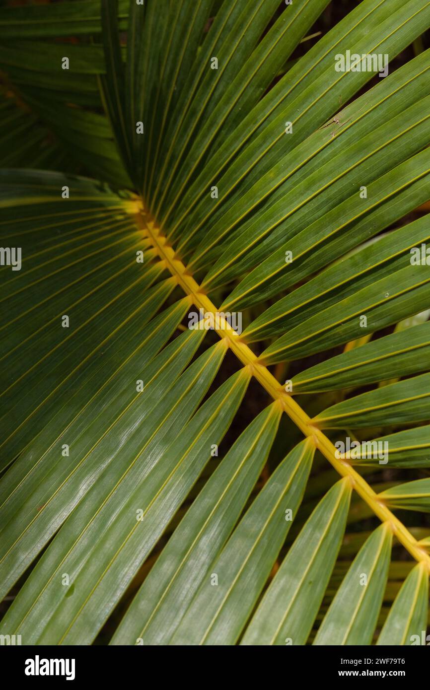 Detailed view palm leaves hi-res stock photography and images - Alamy