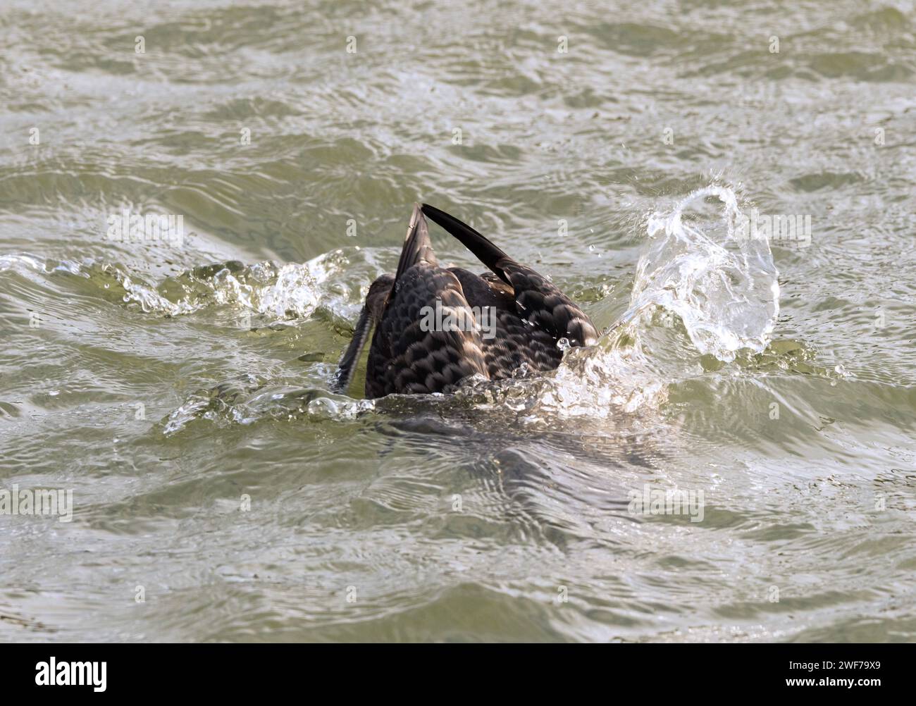 Diver down heart hi-res stock photography and images - Alamy