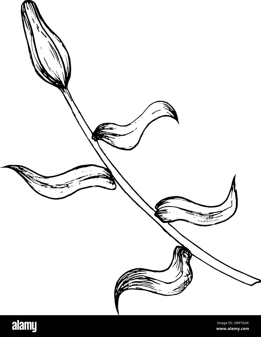 Graphic vector illustration of buds and petals of a lily. Black and ...