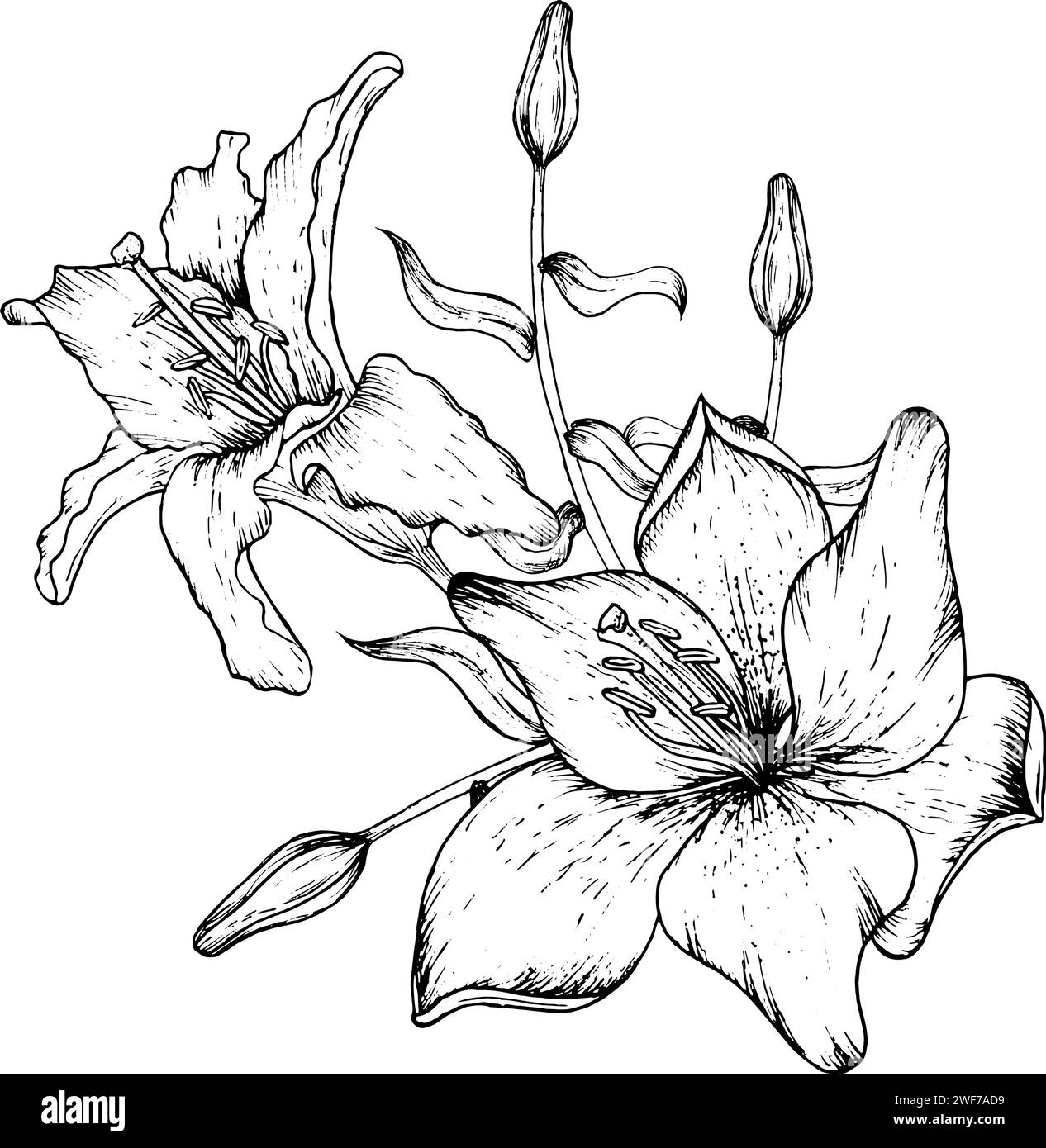 Graphic vector illustration of buds and petals of a lily. Black and ...
