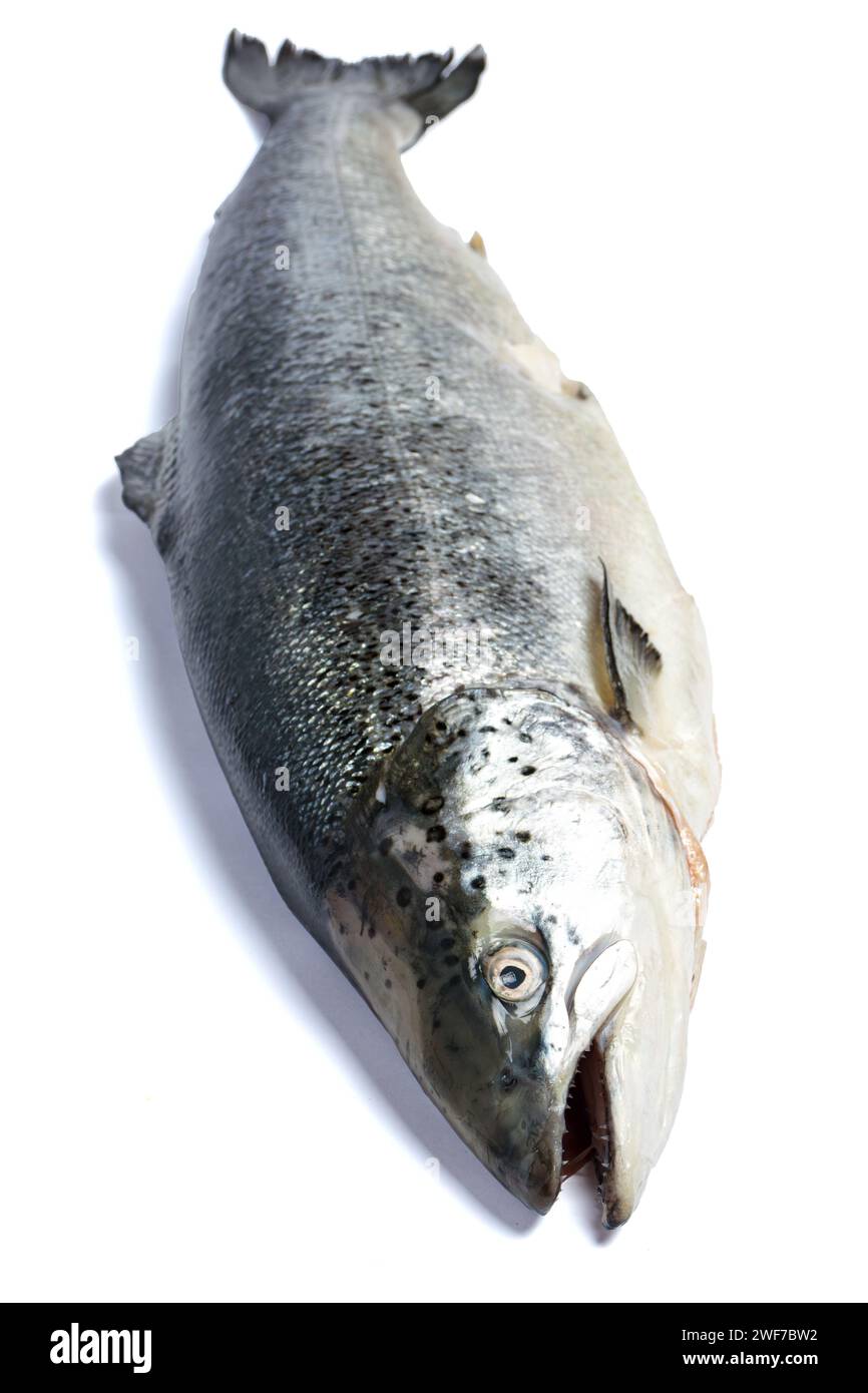 Chinook salmon fishing Cut Out Stock Images & Pictures - Alamy