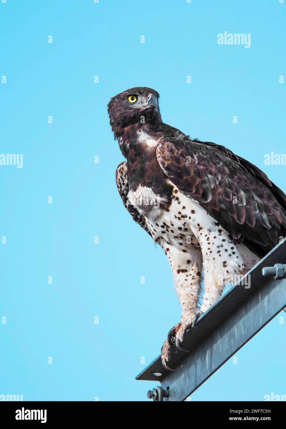 African hawk eagle hi-res stock photography and images - Alamy